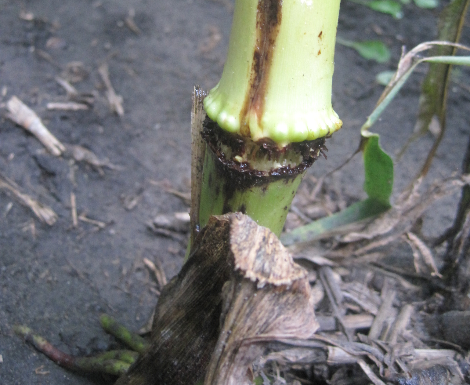 Watch for new and re-emerging corn diseases