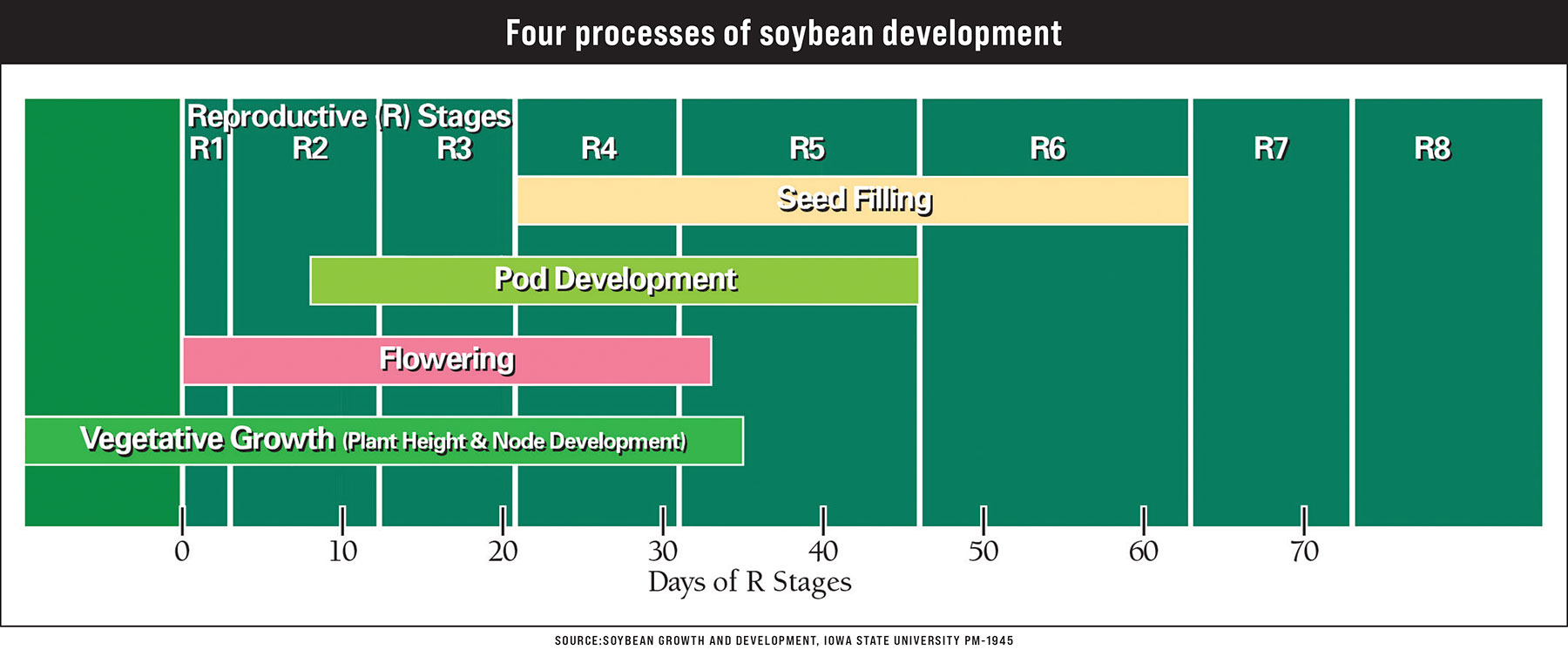 Why soybean flowers are more than just pretty blooms