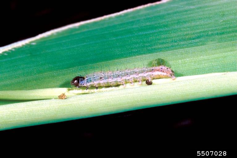 Top 5 ag stories: Preventing combine fires and fighting the fall ...