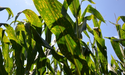 Should you use foliar fungicides in corn?