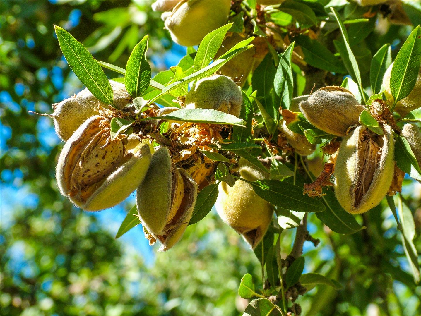 Survey suggests 2.45 billion pound almond crop from California