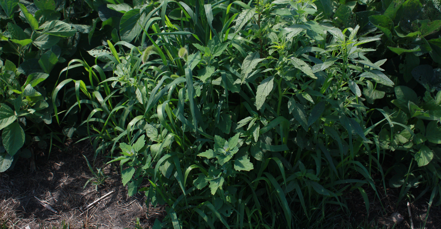 4 ways to stop waterhemp from ruining yields