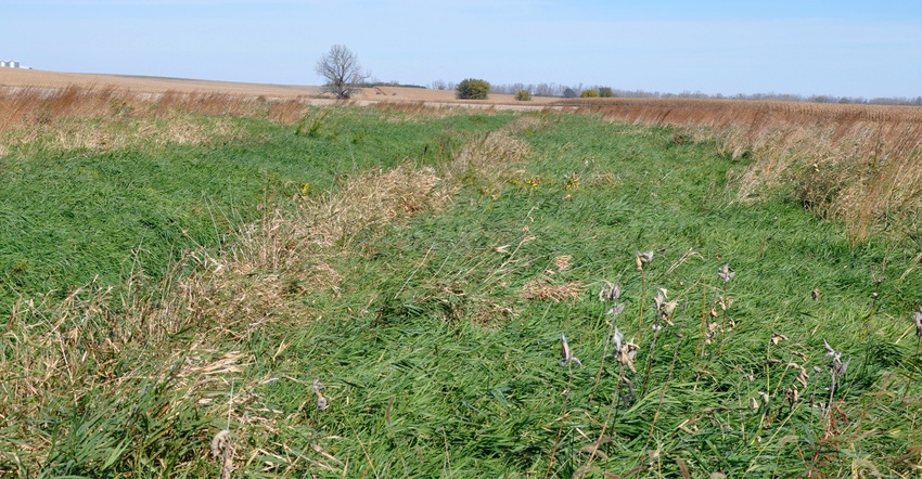 Saturated Buffers Reduce Nutrient Loading