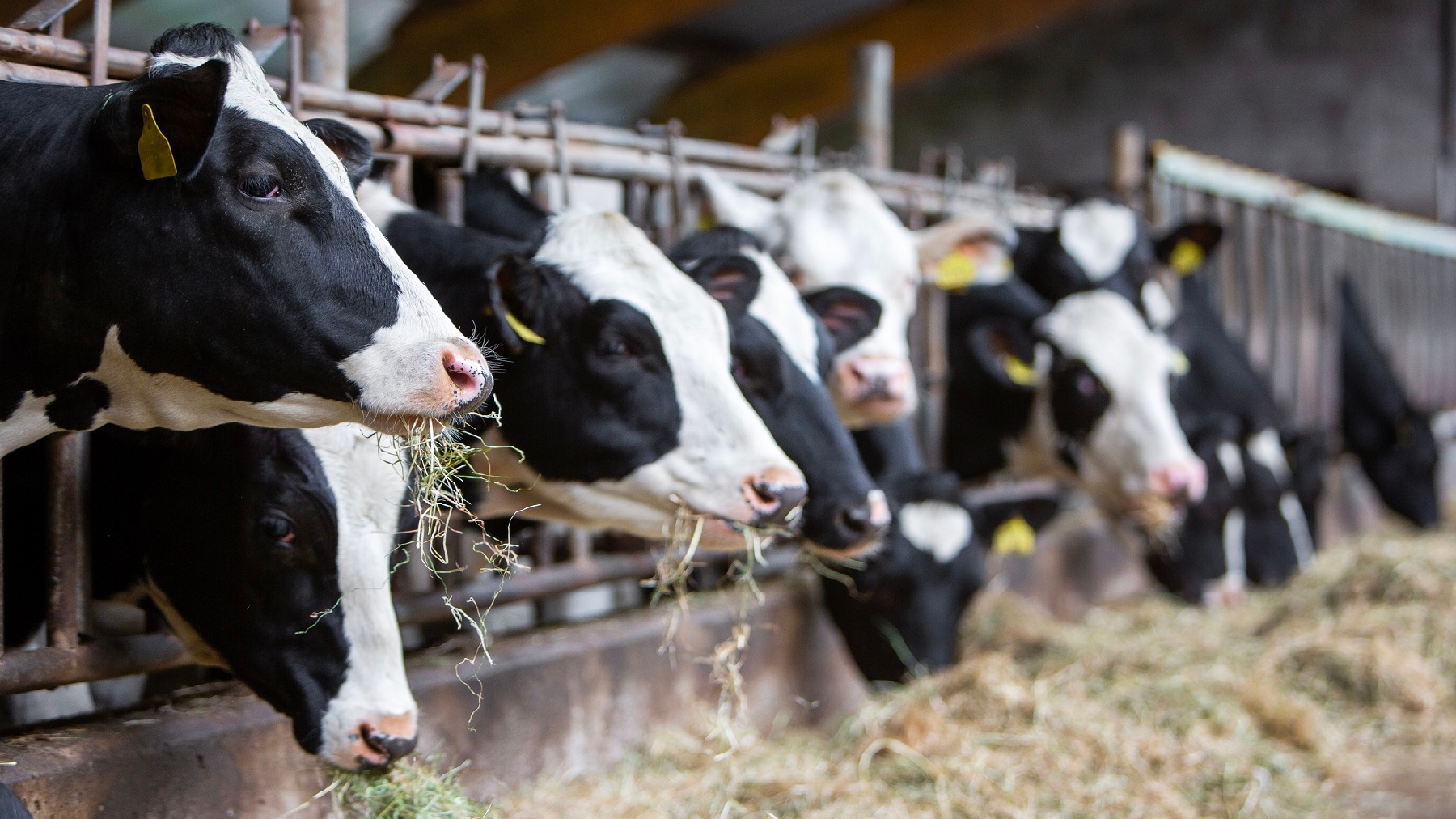 BASF unveils 19 new Xitavo soybean varieties for 2025