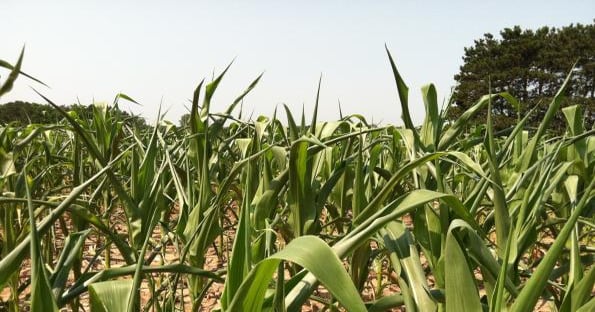 Water Stress Affecting Nutrient Deficiency in Corn