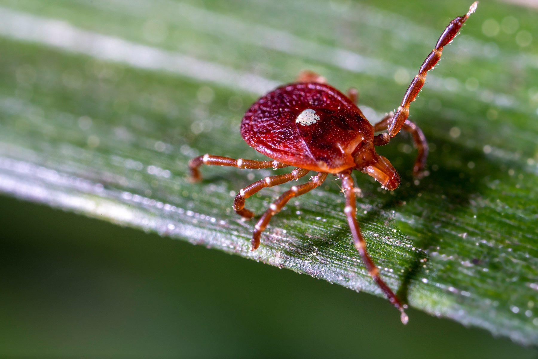 How Missouri is dealing with alpha-gal syndrome outbreak