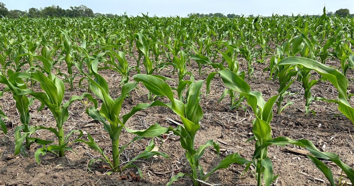 How to achieve uniform corn stands