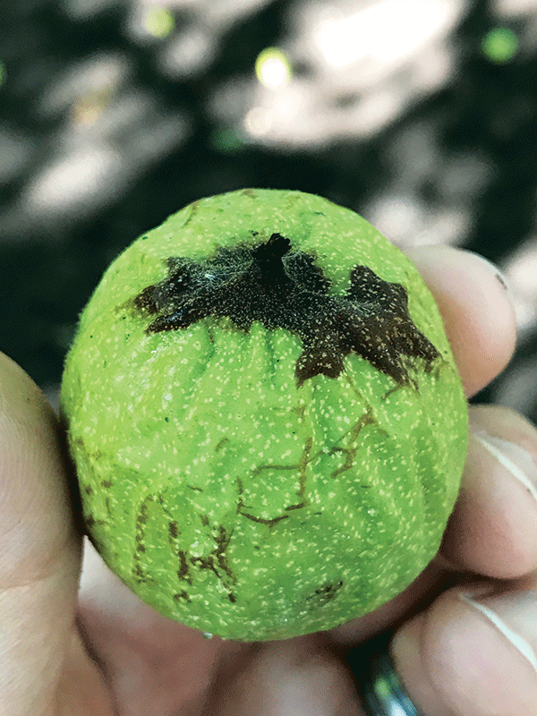 New weapon in fight against walnut blight