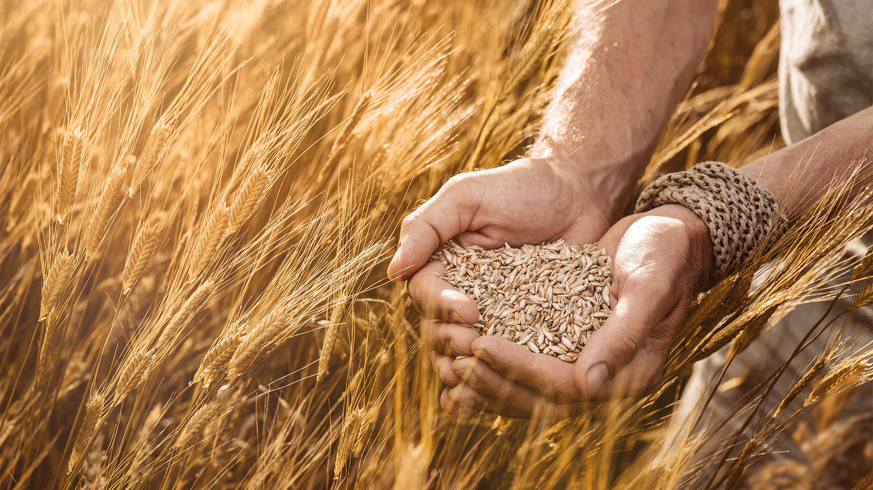 The rise of ancient grains