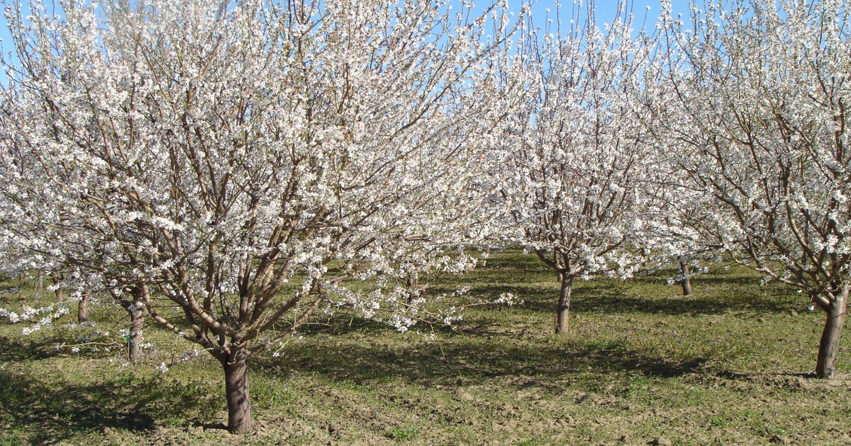 Good weather helped almond pollination, fruit set