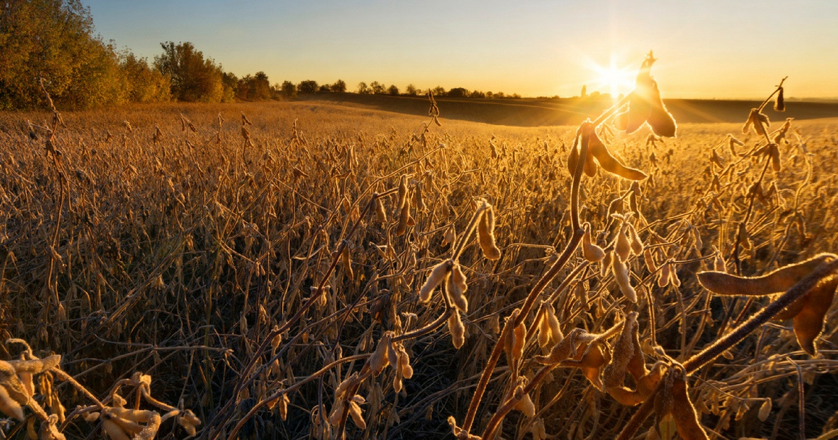 Minnesota soybean farmers work tirelessly to grow biodiesel industry