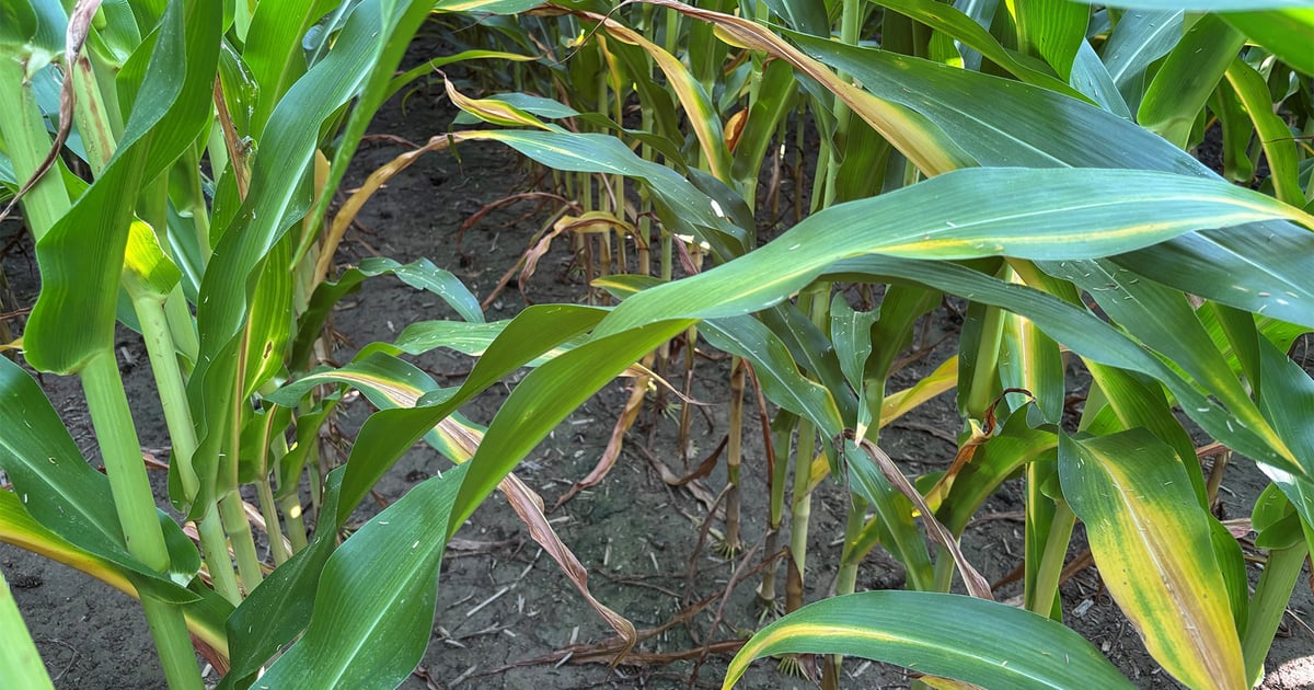 Many factors influence corn tissue test results