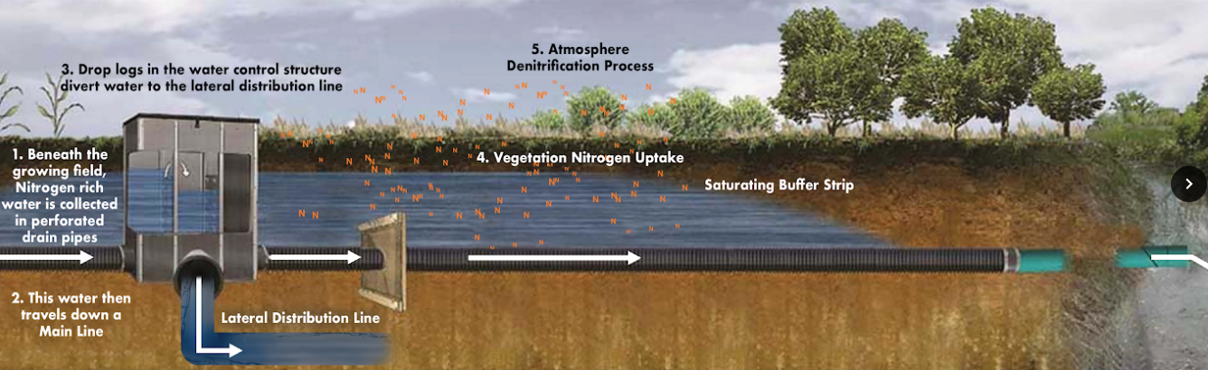 Research substantiates that saturated buffers at field scale do reduce