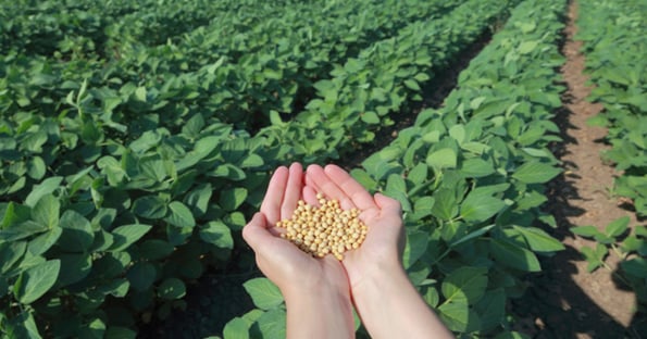 Soybean architecture study helps guide farmer seed selection