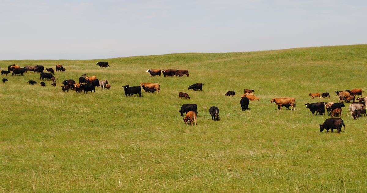 Nebraska farmland prices hold steady