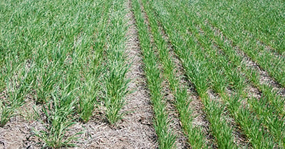Learn more about cover crops and soil health