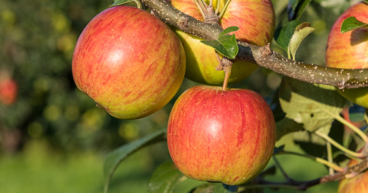 Display bins showcase Michigan apples