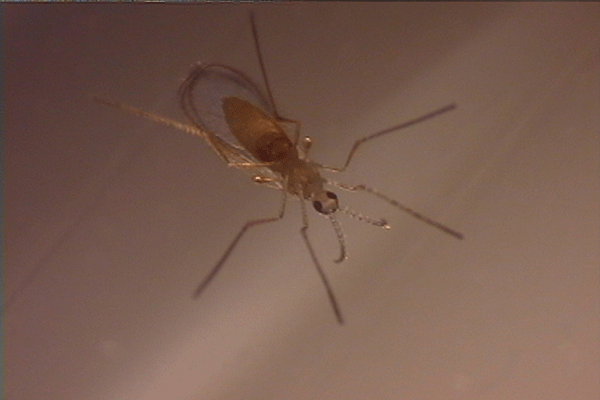 Florida study shows corn plants help control spider mites | Farm Progress