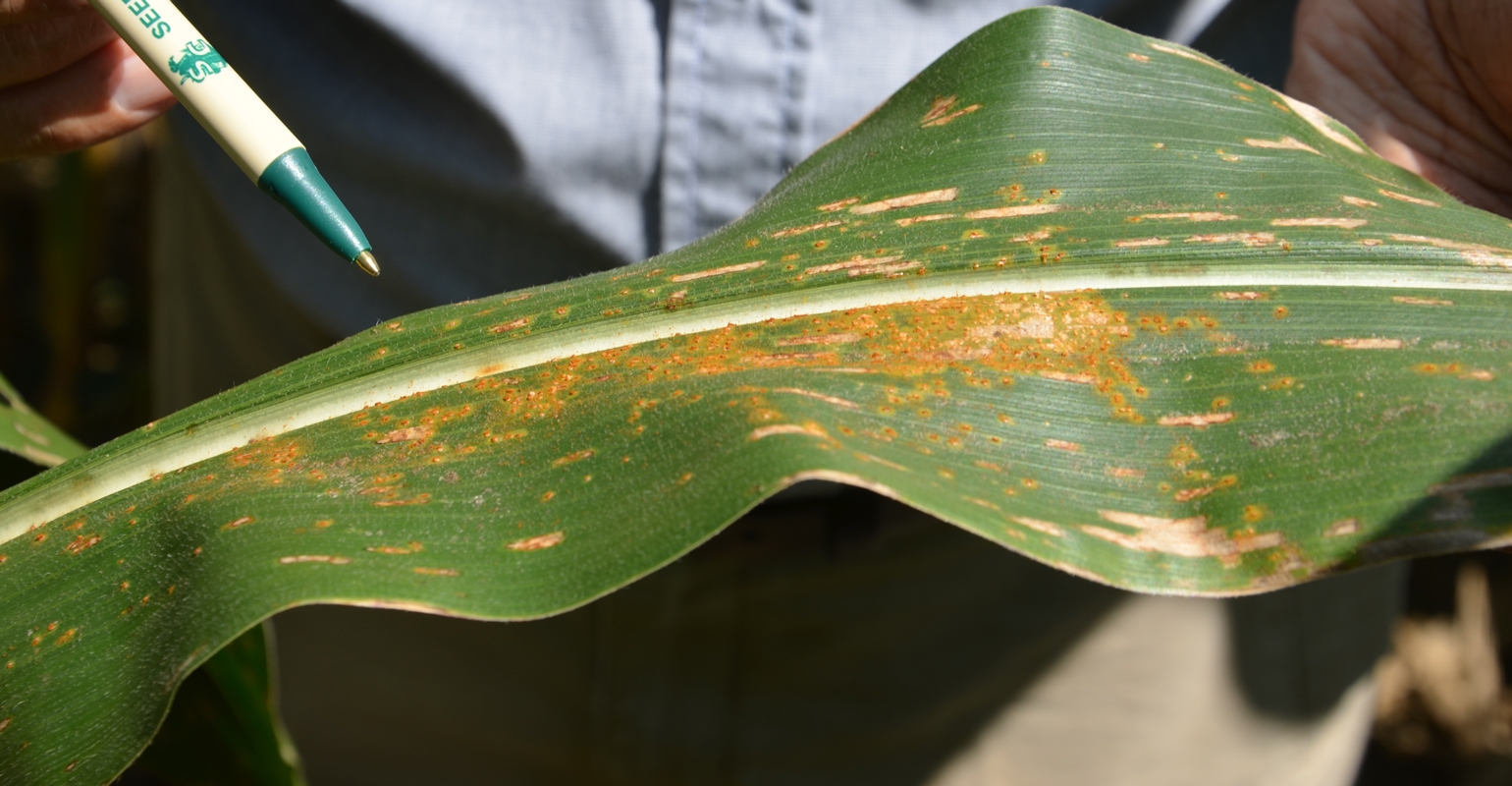 10 facts about corn rust