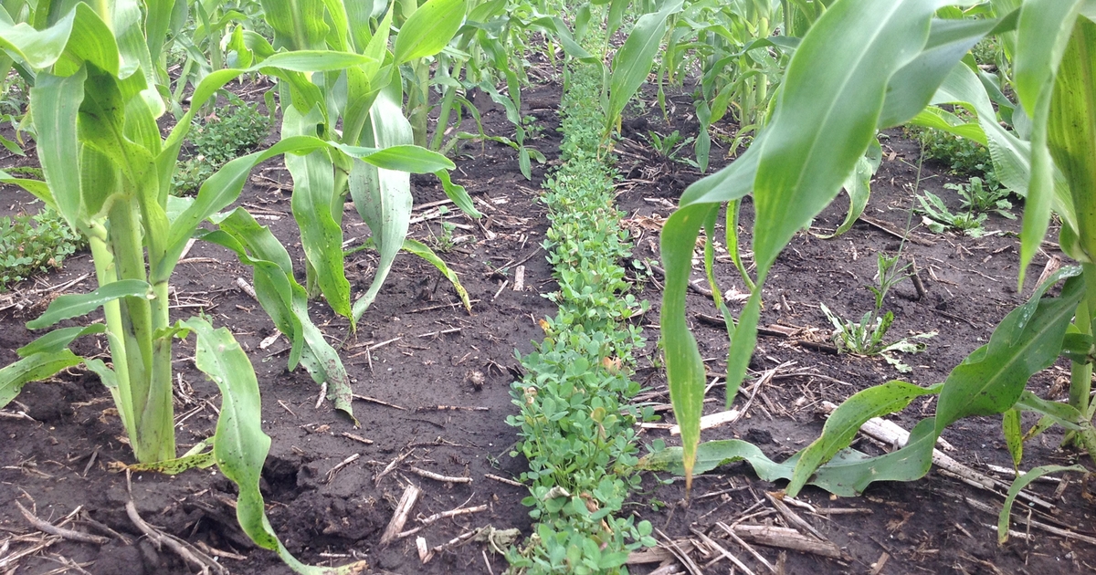 Interseeding cover crops into corn can boost grain yields