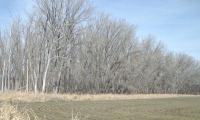 Really, there are forests in Kansas, are they are treasured