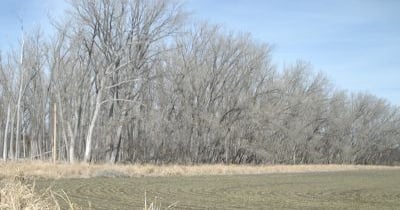 Really, there are forests in Kansas, are they are treasured