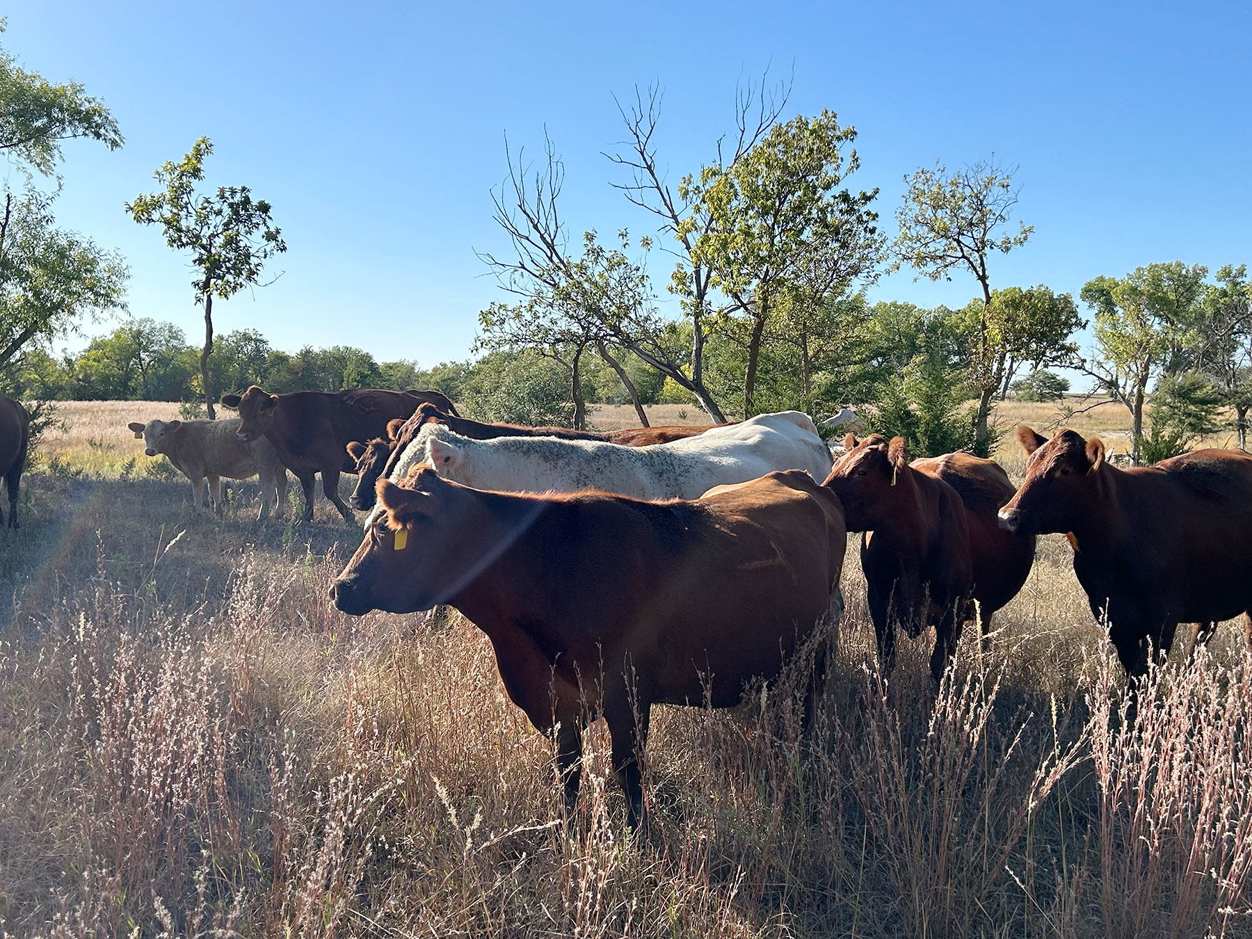 Use genetic selection to reduce cattle environmental impact