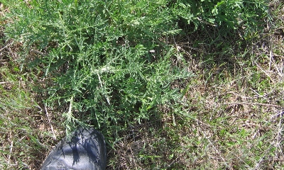 Spray pasture weeds to keep beef cattle grazing