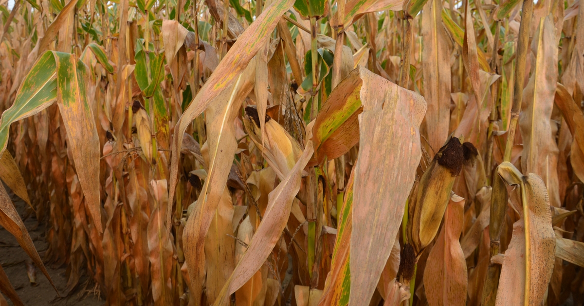 Be aware of factors that affect corn drydown