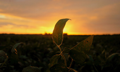 Monsanto launches Roundup Ready 2 Xtend soybeans