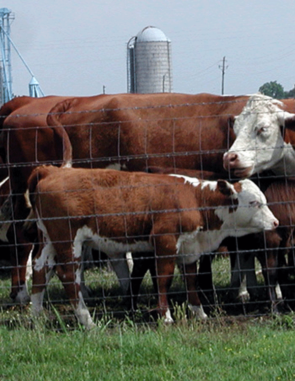 Thoughts on body condition scoring for beef cows | Farm Progress