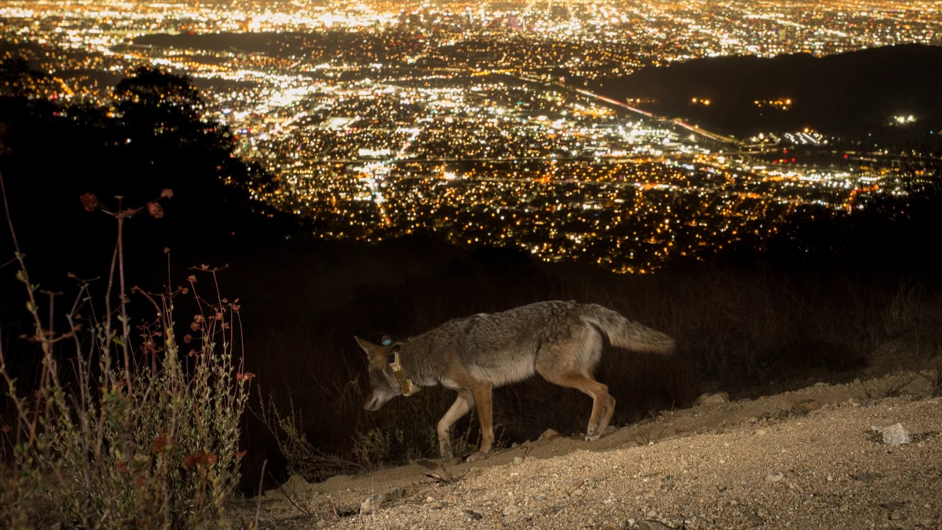 California considers coyote hunting restrictions, ranchers object