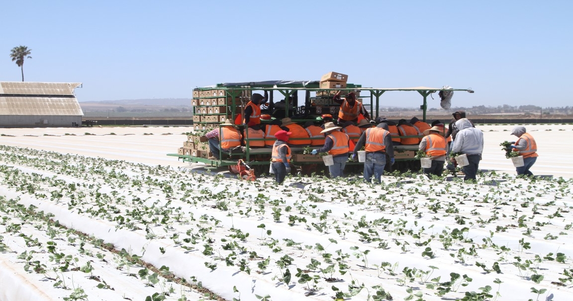 Mechanized strawberry transplanter helps reduce labor conundrum