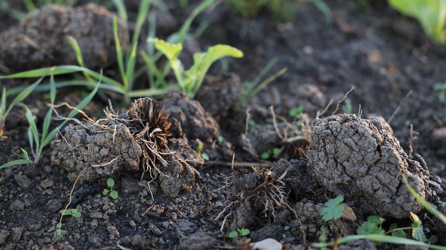 Cultivated wild rice production in Minnesota: Small yet mighty