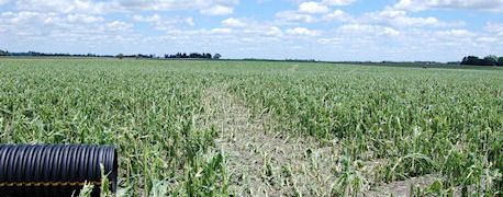 corn fields in indiana
