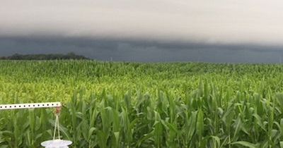 Soybean tissue sampling and corn disease watch are the key activities now