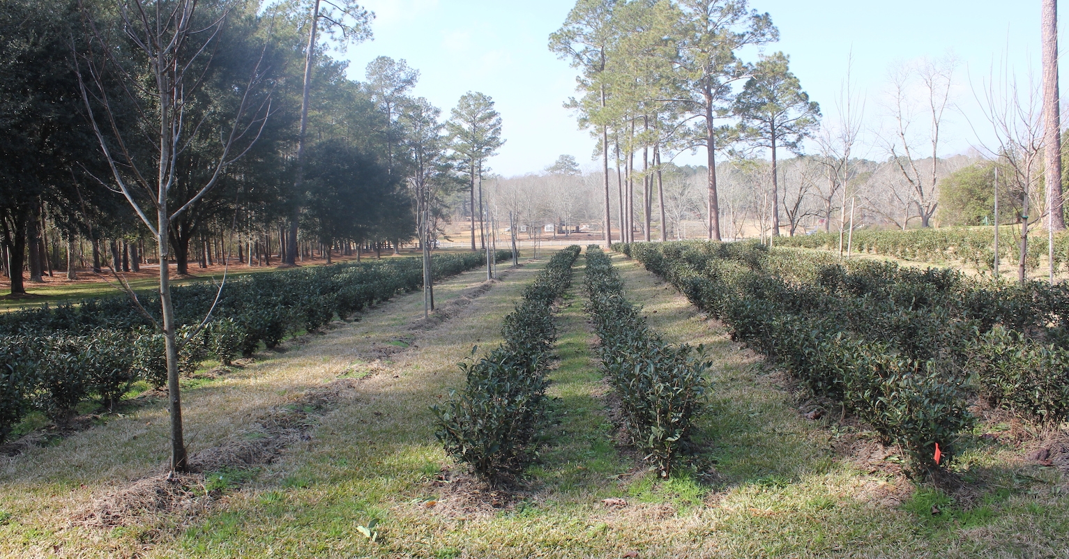 Mississippi tea coming to your cup | Farm Progress