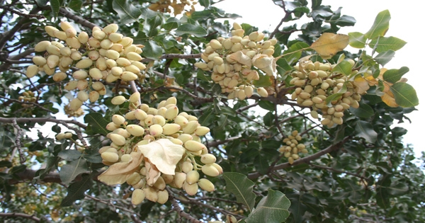 Tips for boosting split percentages in pistachios