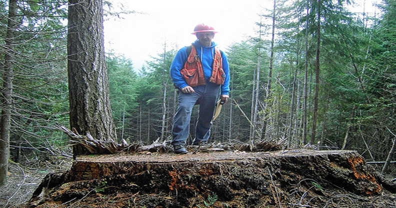 Timber thief convicted of cutting down 300-year-old tree | Farm Progress