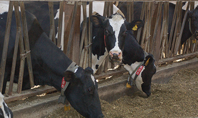 Four-State dairy conference features latest in nutrition to improve ...