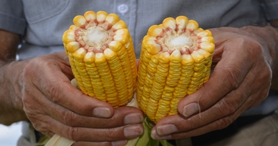 6 factors that affect corn test weight the most