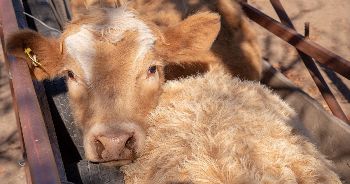 Preconditioning calves boosts profits in bull market