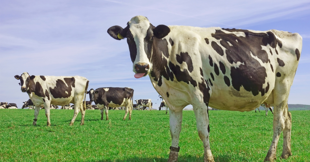 Bovikalc Dry boosts cow comfort during dry-off