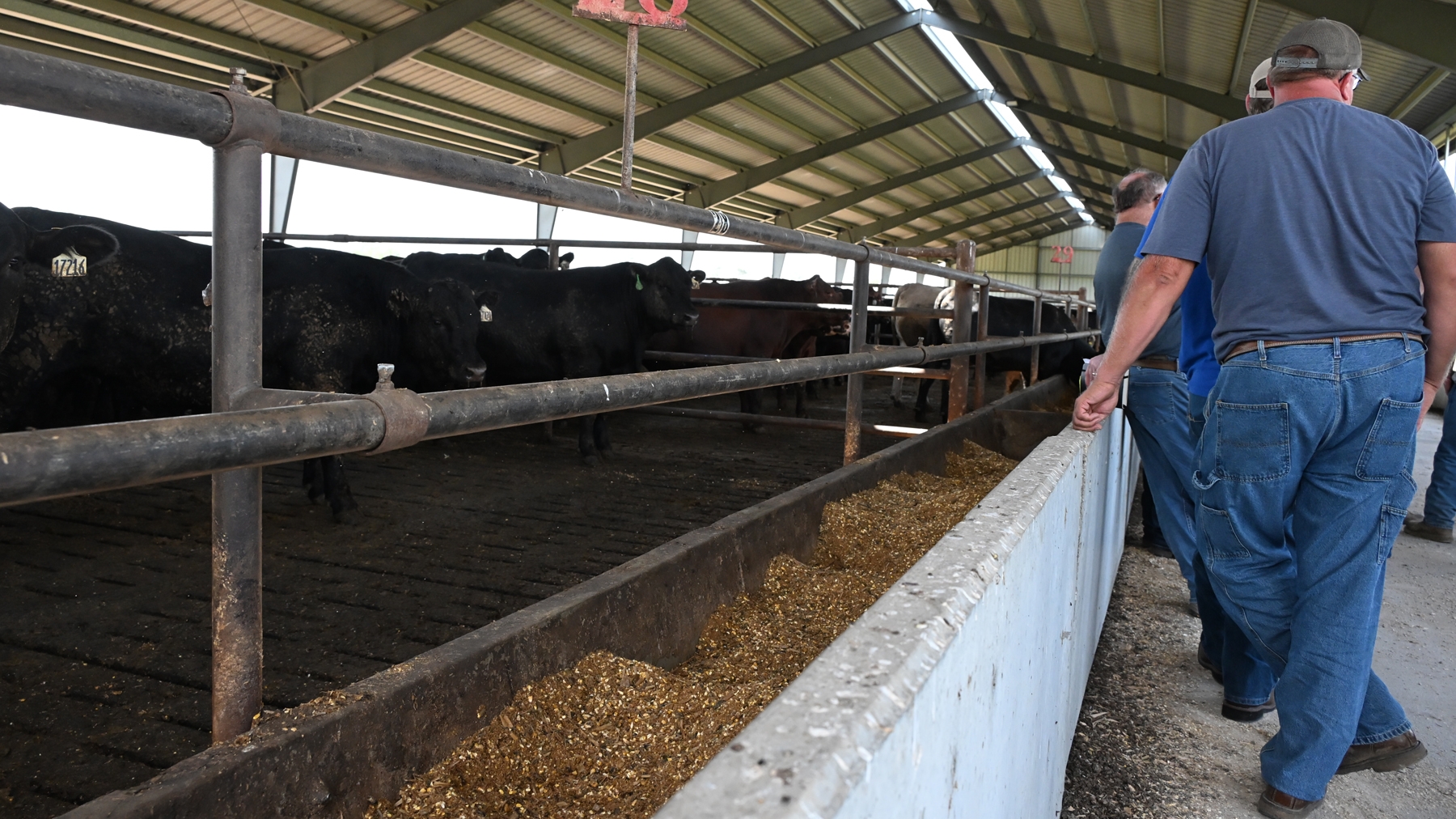 Cattle confinement in feedlots: Benefits and risks