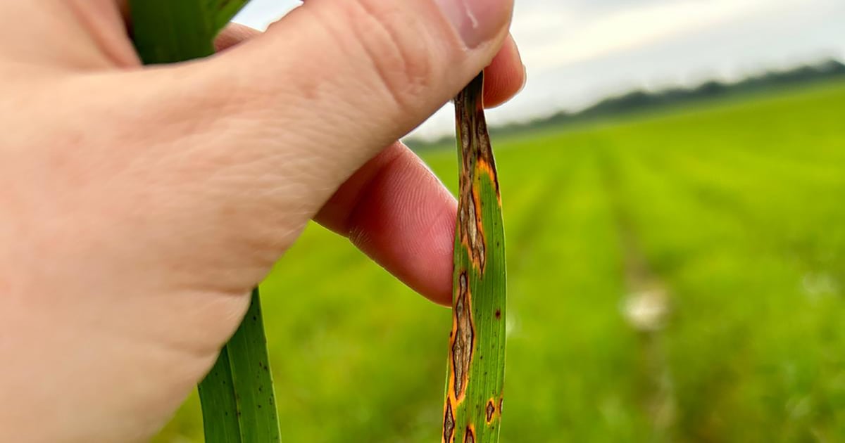 Rice leaf blast gets early start