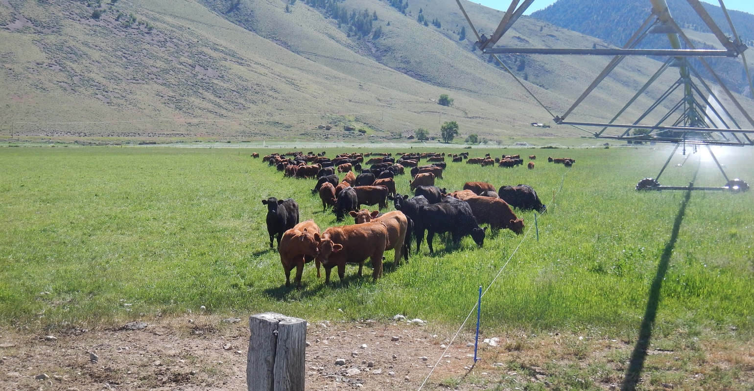 Efficient grazing begins with fencing
