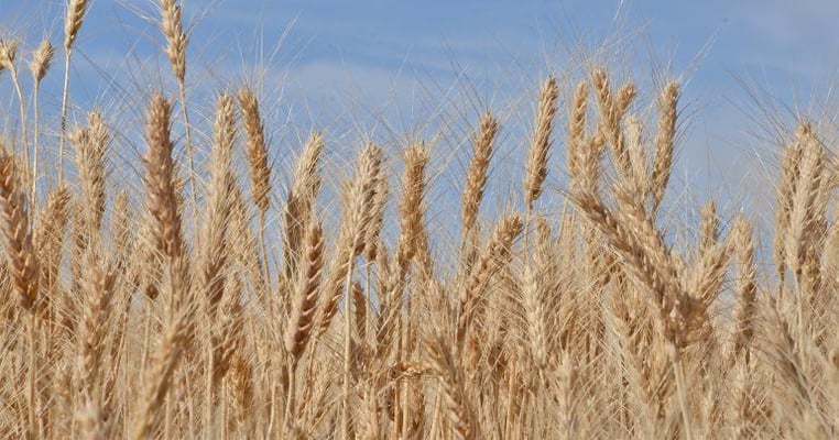 Wheat looks like the boss