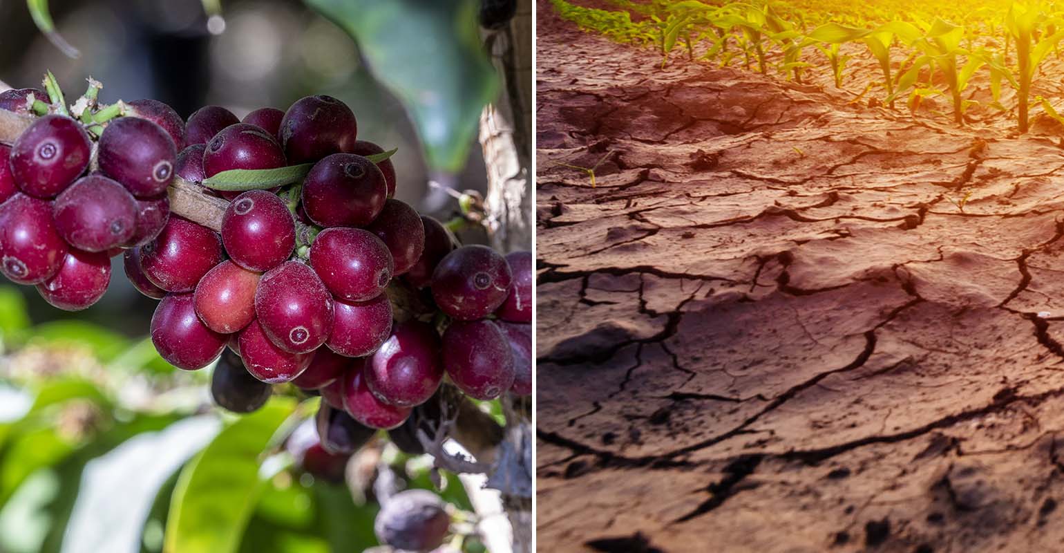 Extreme weather, and a pandemic, are powerful challenges to ag