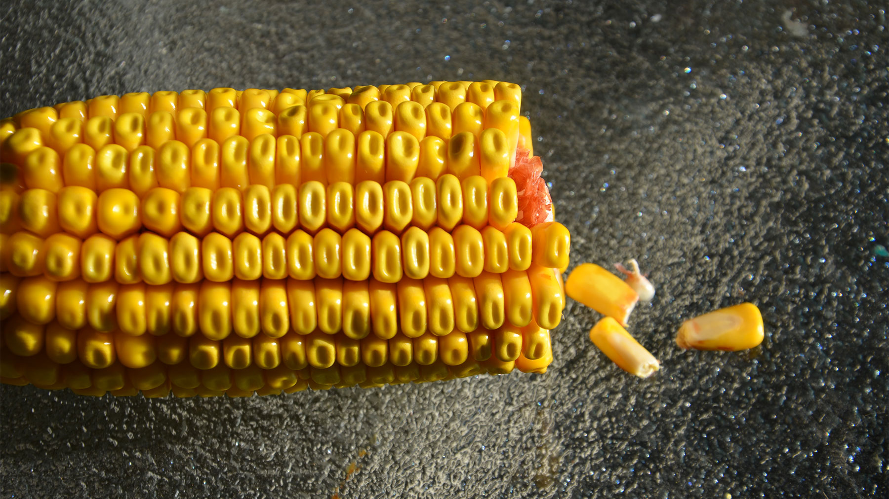 How to estimate your corn yields