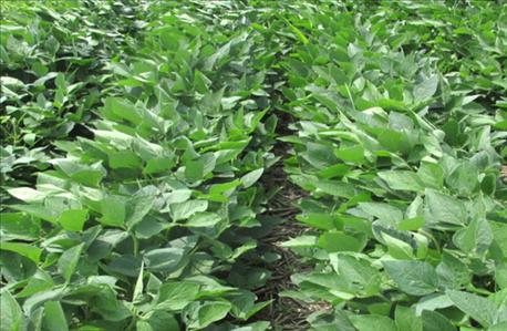 Understanding the Roundup Ready 2 Xtend soybean weed management system